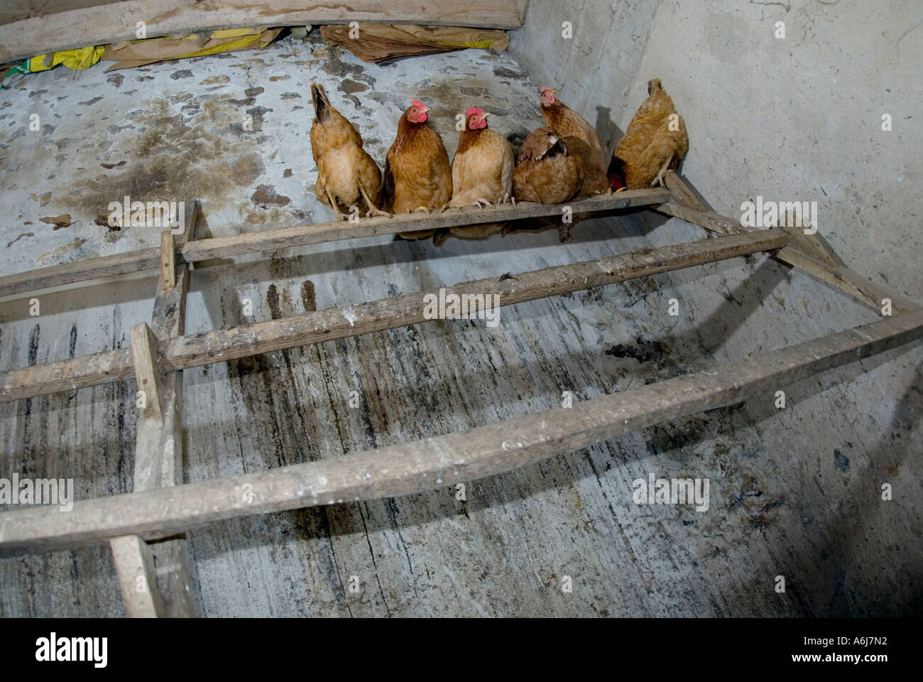 Six hens about to sleep in the chicken coop Stock Photo - Alamy