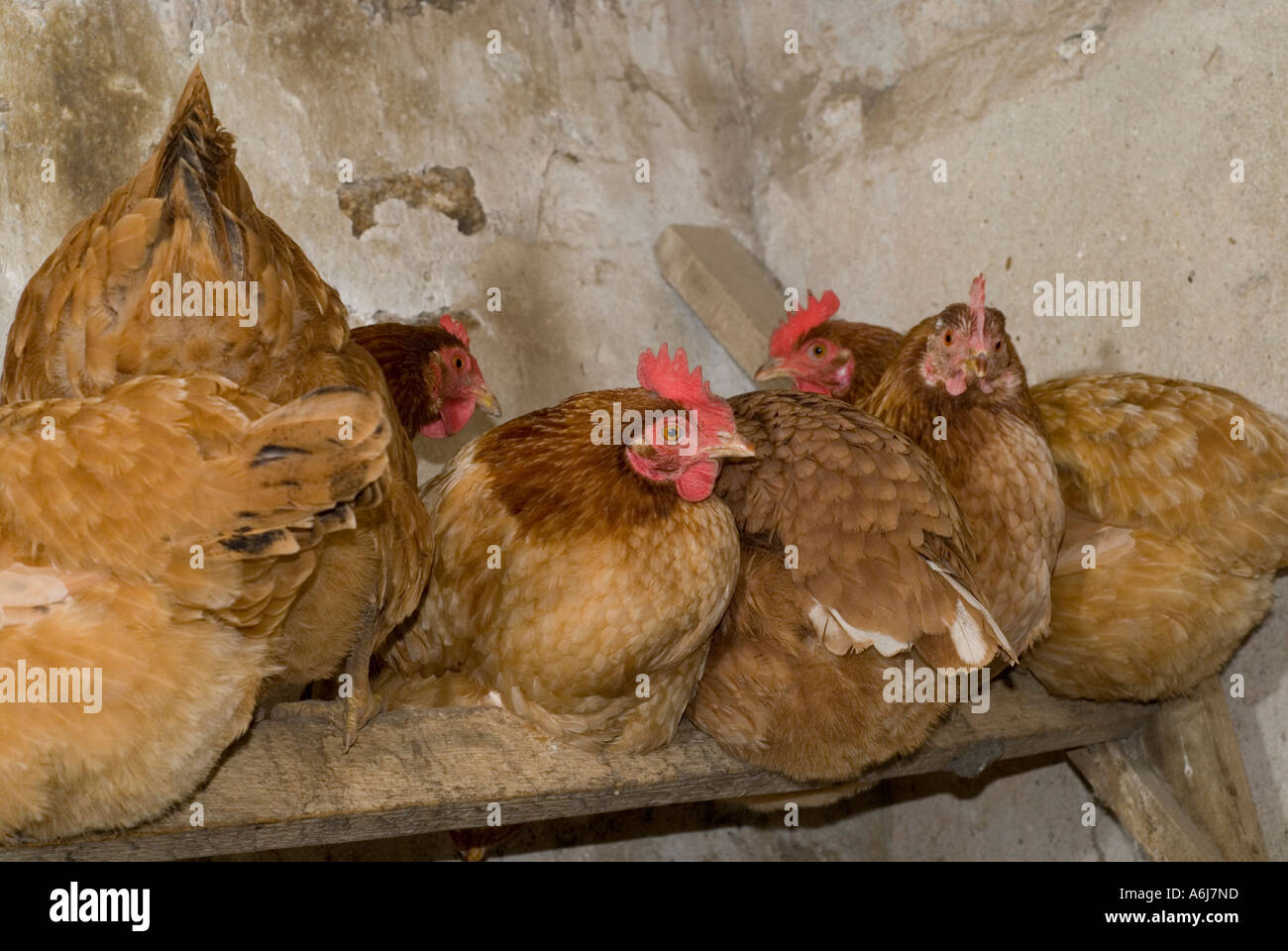 Five hens about to sleep in the chicken coop Stock Photo - Alamy