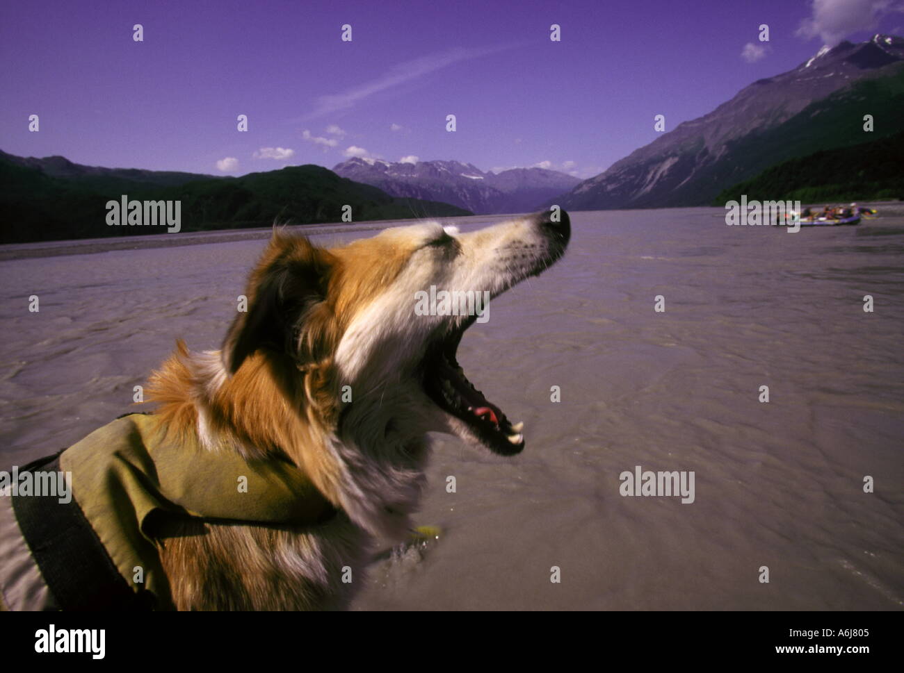 River Dog in Alaska Stock Photo - Alamy