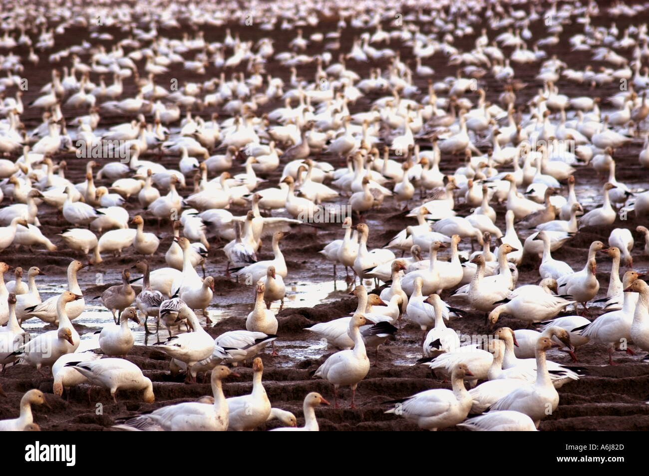 Flock of Geese at a Nesting Ground Stock Photo - Alamy