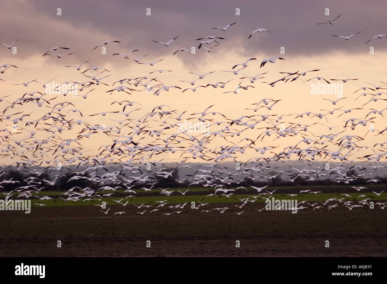 Flock of Birds Taking Flight Stock Photo - Alamy