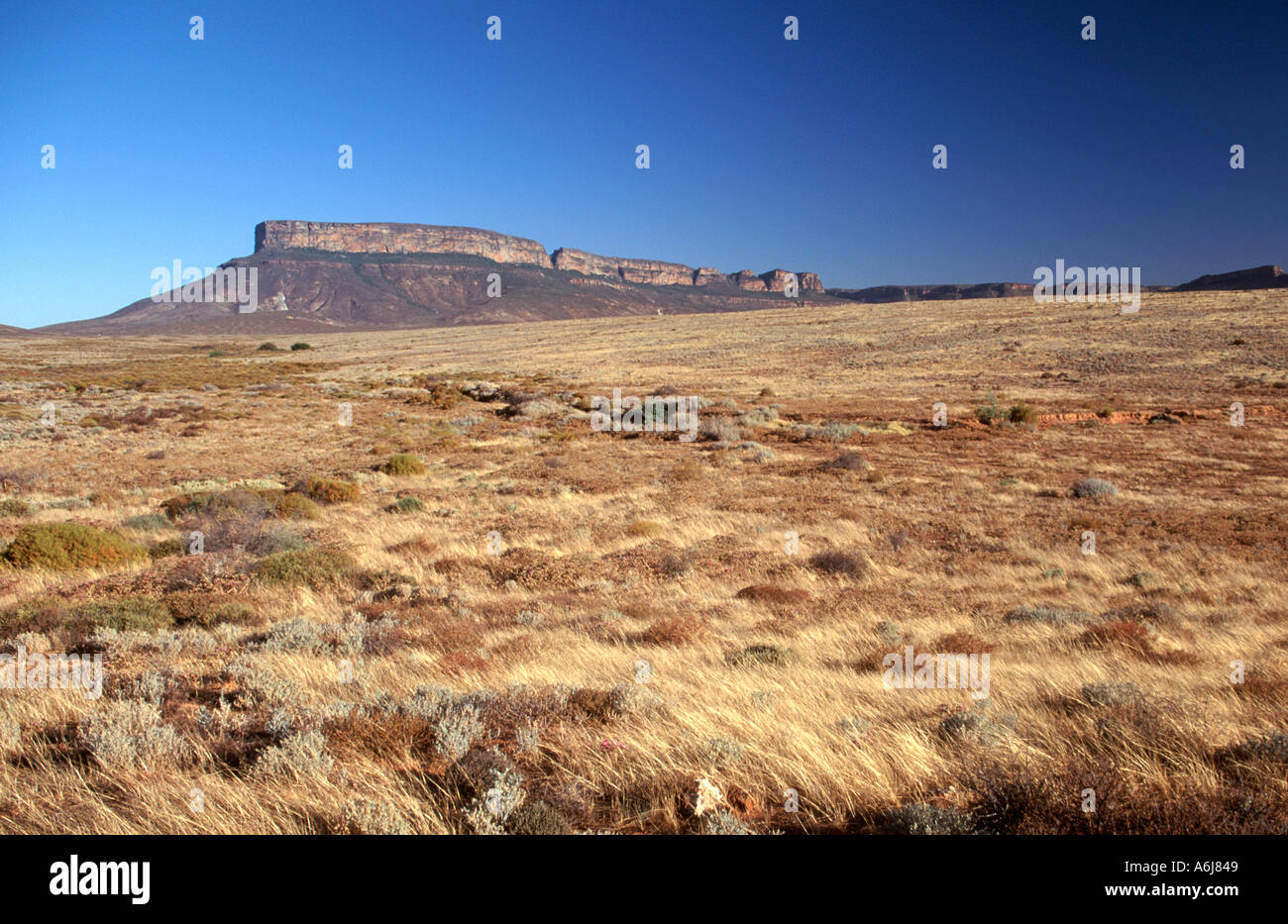 Cape province africa veld hi-res stock photography and images - Alamy