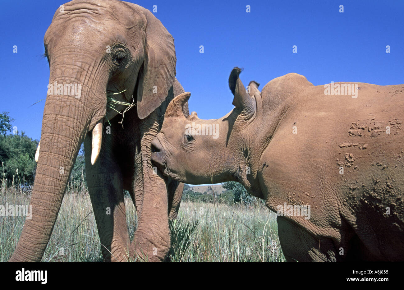 Elephant Vs Rhino Video