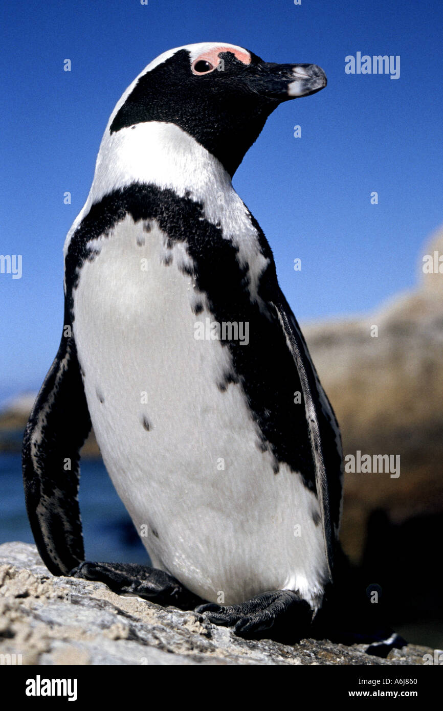 Jackass penguin (Sphenicus demersis), also known as an African penguin ...