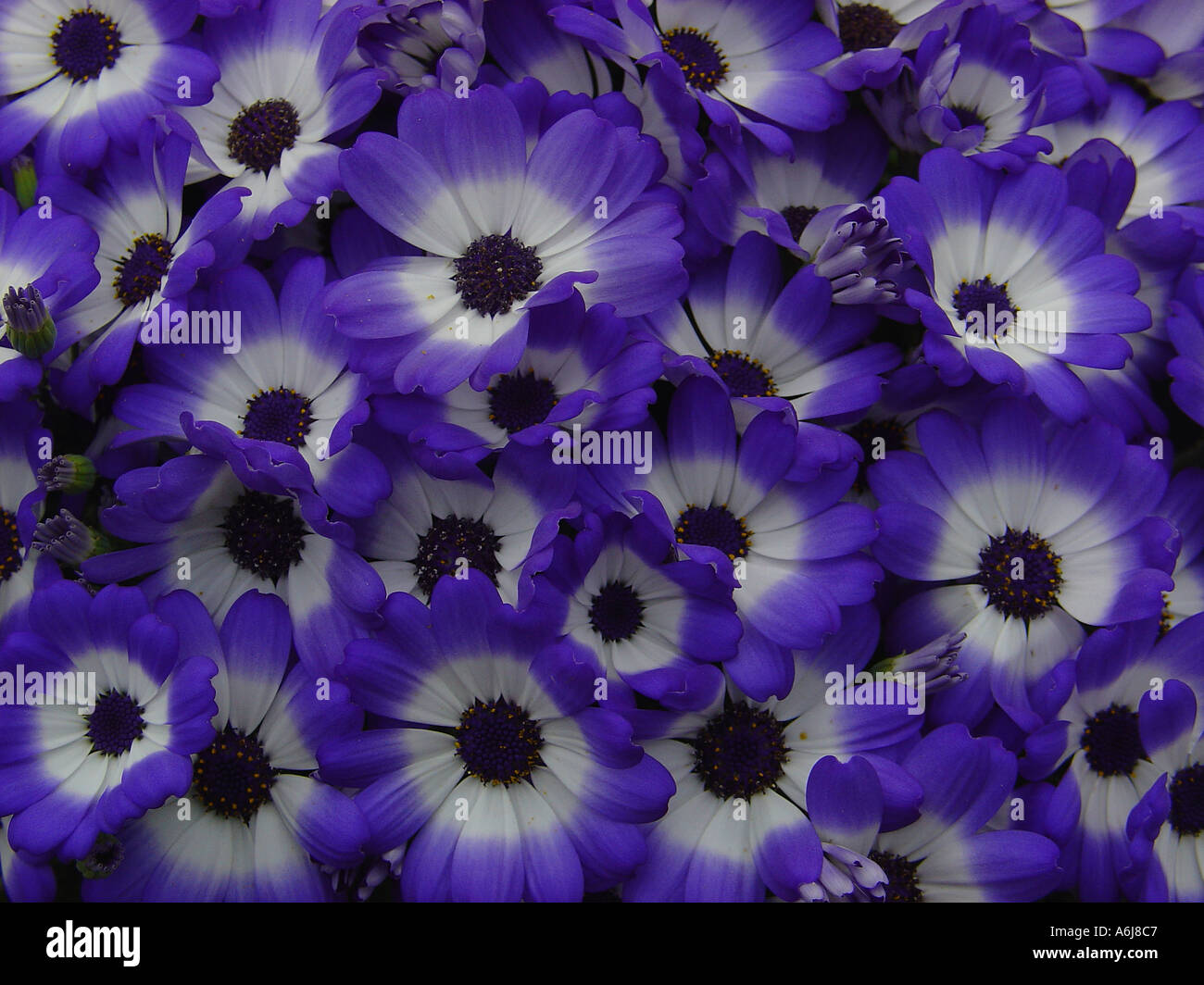 blue daisies Stock Photo - Alamy