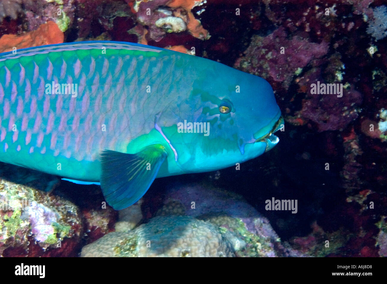 Parrotfish at dusk in the Southern Red Sea, Egypt Stock Photo - Alamy