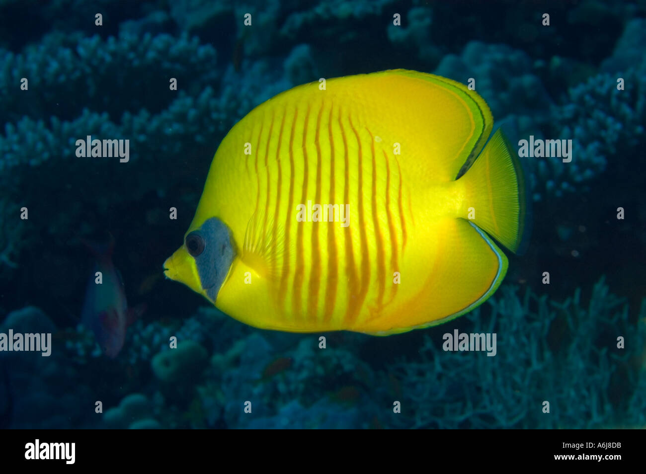 Masked Butterflyfish (Chaetodon semilarvatus) in the Southern Red Sea ...