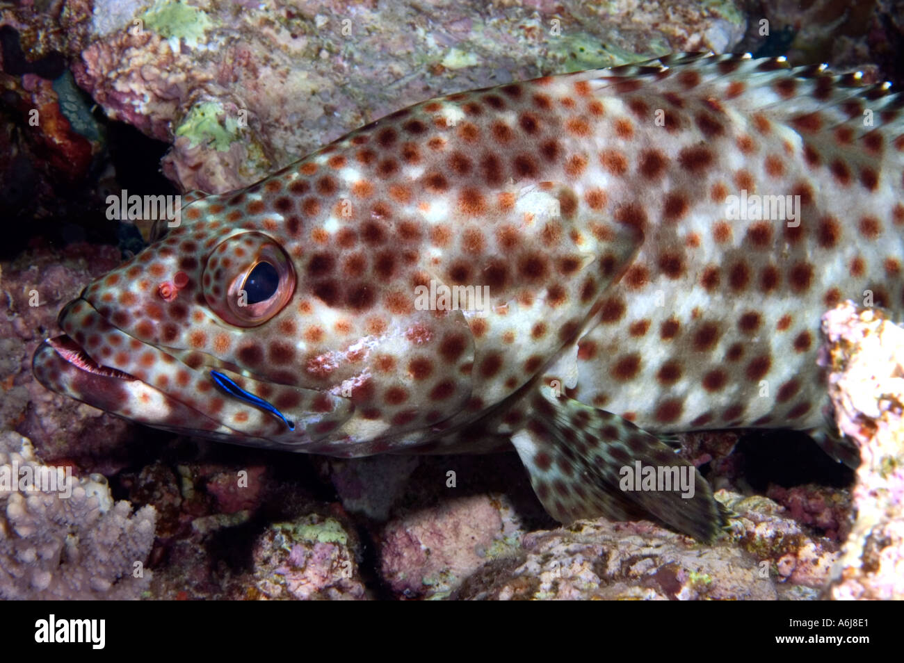 Red Sea Spotted Grouper