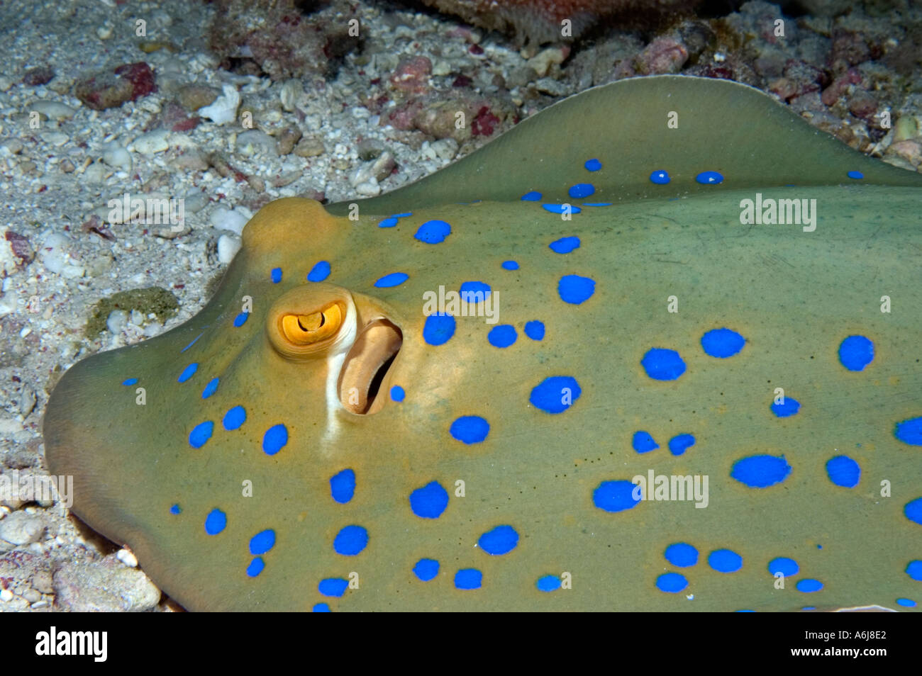 Spotted blue stingray hi-res stock photography and images - Alamy
