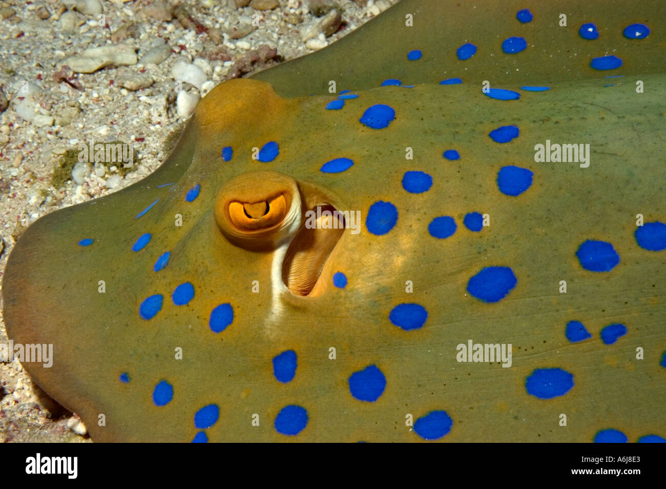Blue spotted stingray taeniura hi-res stock photography and images - Alamy