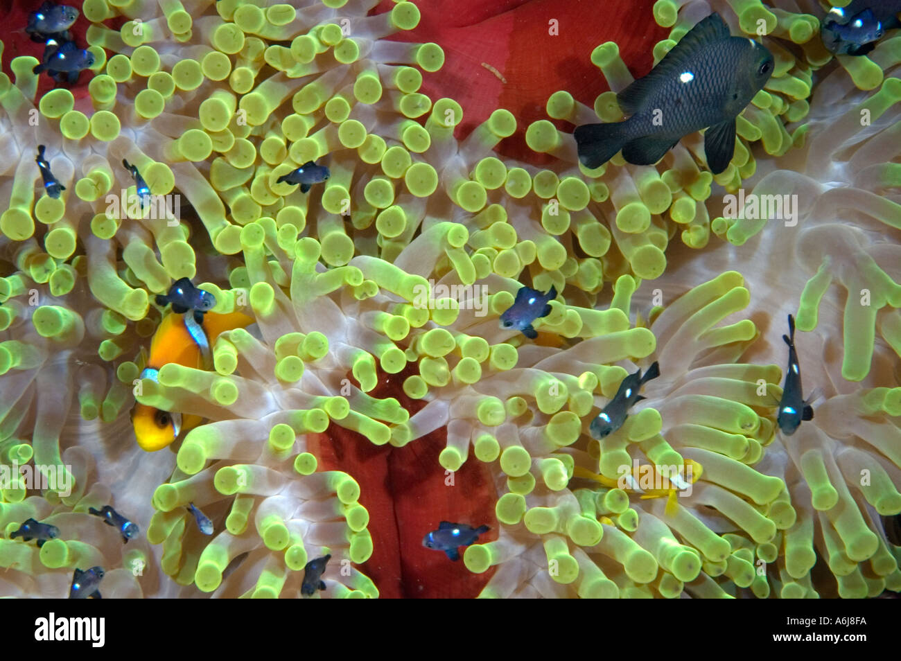 Magnificent Sea Anemone (Heteractis magnifica) with baby Anemonefish ...