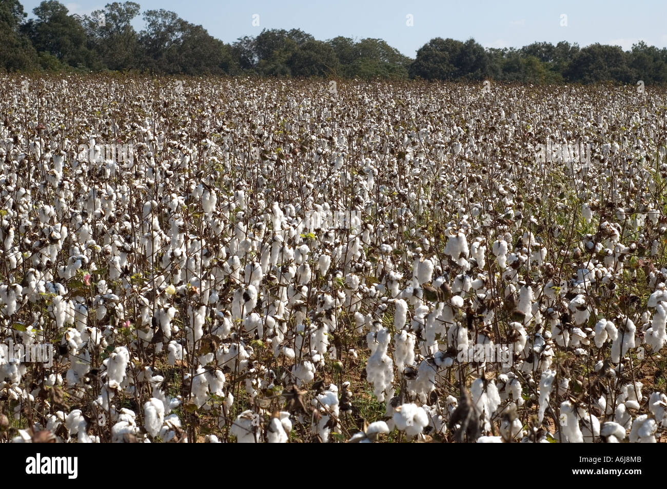 Georgia Cotton Plantation High Resolution Stock Photography and Images ...