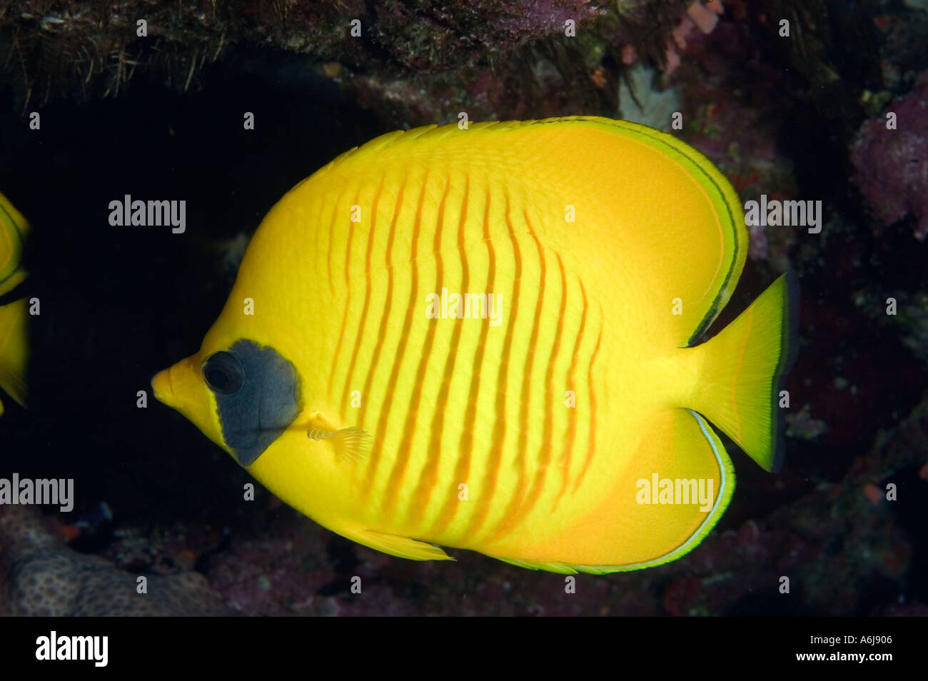 Masked Butterflyfish (Chaetodon semilarvatus) in the Southern Red Sea ...