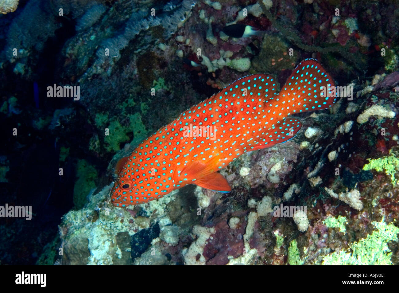 Coral Grouper (Cephalopholis miniata) in the Southern Red Sea, Egypt ...