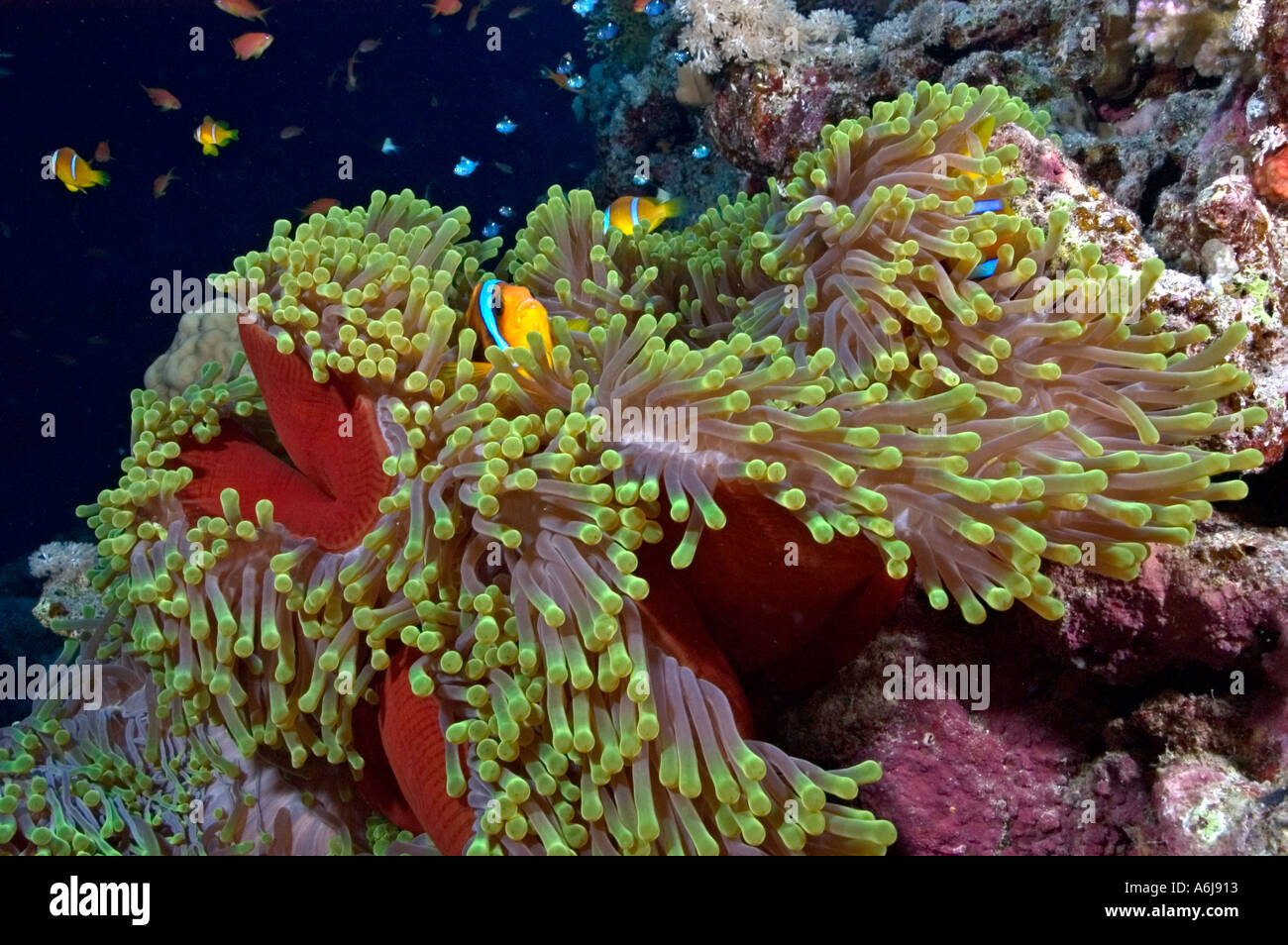 Magnificent Sea Anemone (Heteractis magnifica) with baby Anemonefish ...