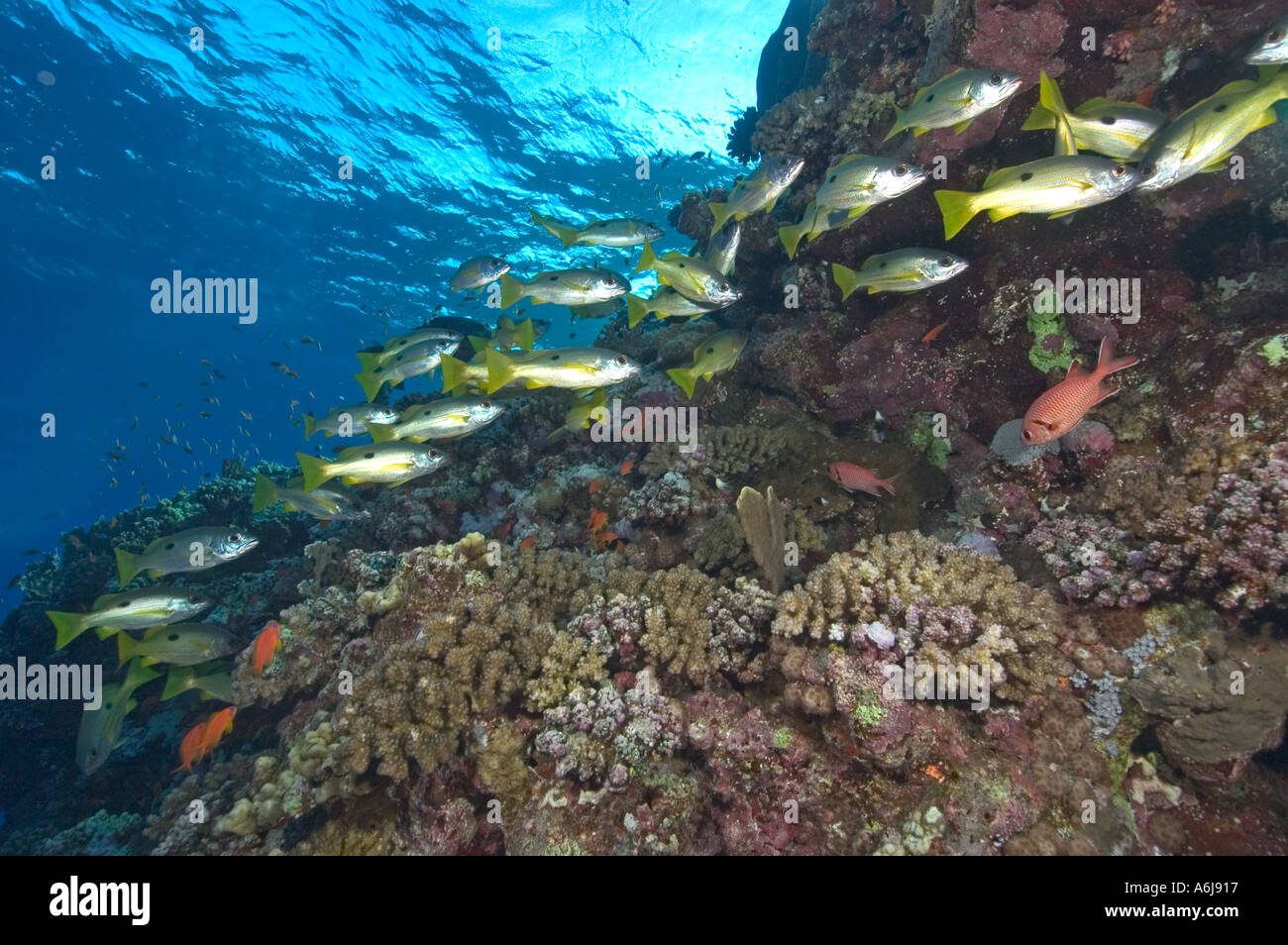 Reef Scene with School of Fish, Southern Red Sea, Egypt Stock Photo - Alamy