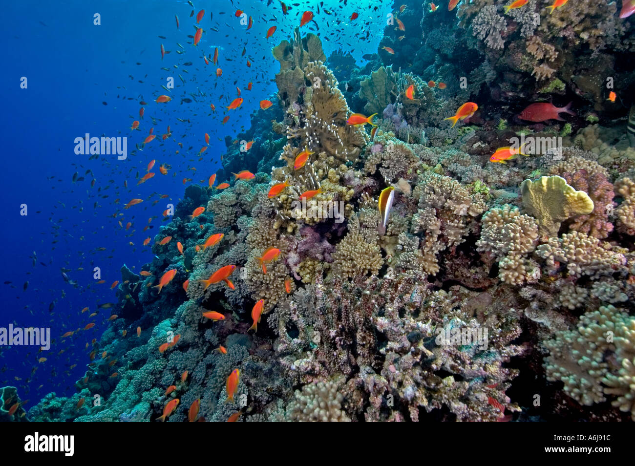Red Sea Reef Scene with hard corals and Anthias, Southern Red Sea ...