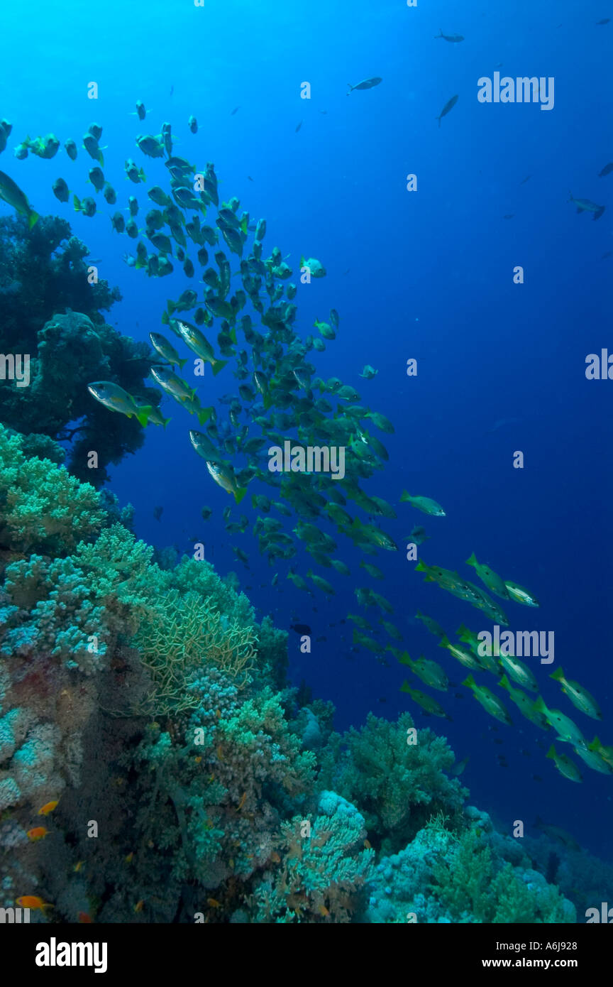 Red Sea Reef Scene with School of Fish, Southern Red Sea, Egypt Stock ...
