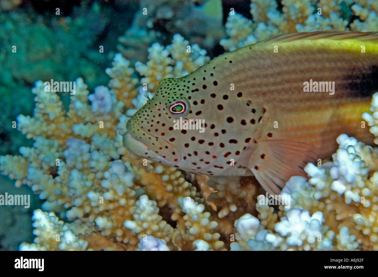 Forster's Hawkfish (Paracirritis forsteri) in the Southern Red Sea ...