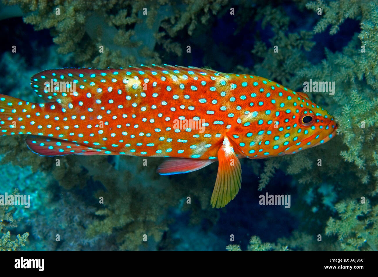 Coral Grouper (Cephalopholis miniata) in the Southern Red Sea, Egypt ...