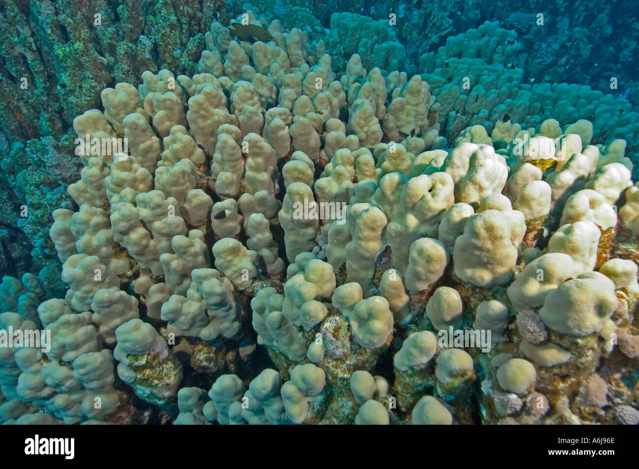 Coral Reef with Hard Corals (Acropora), Southern Red Sea, Egypt Stock ...