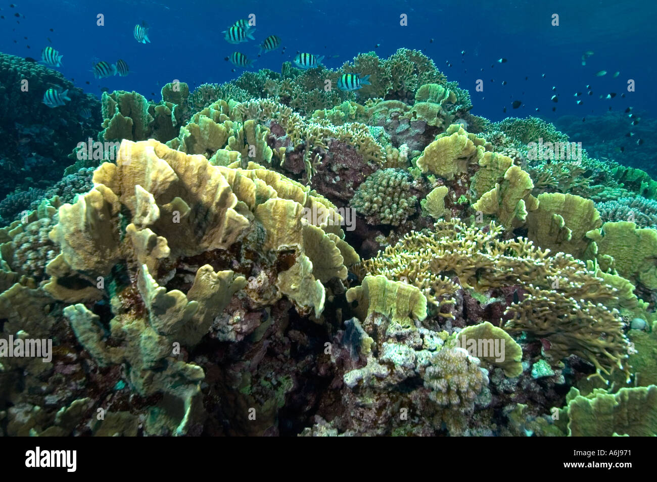 Coral Reef with Hard Corals (Acropora), Southern Red Sea, Egypt Stock ...