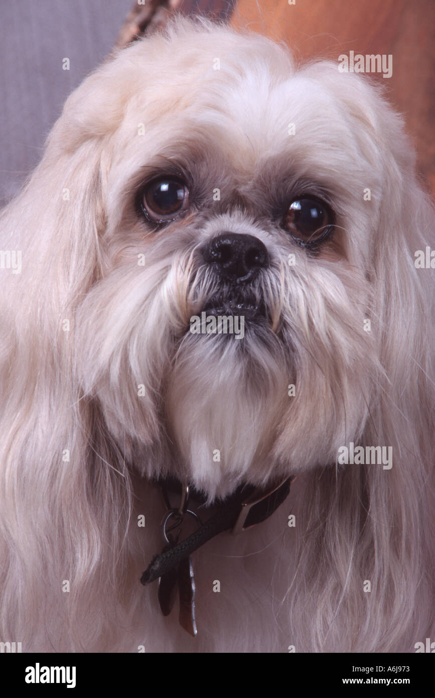 Sad animals hi-res stock photography and images - Alamy