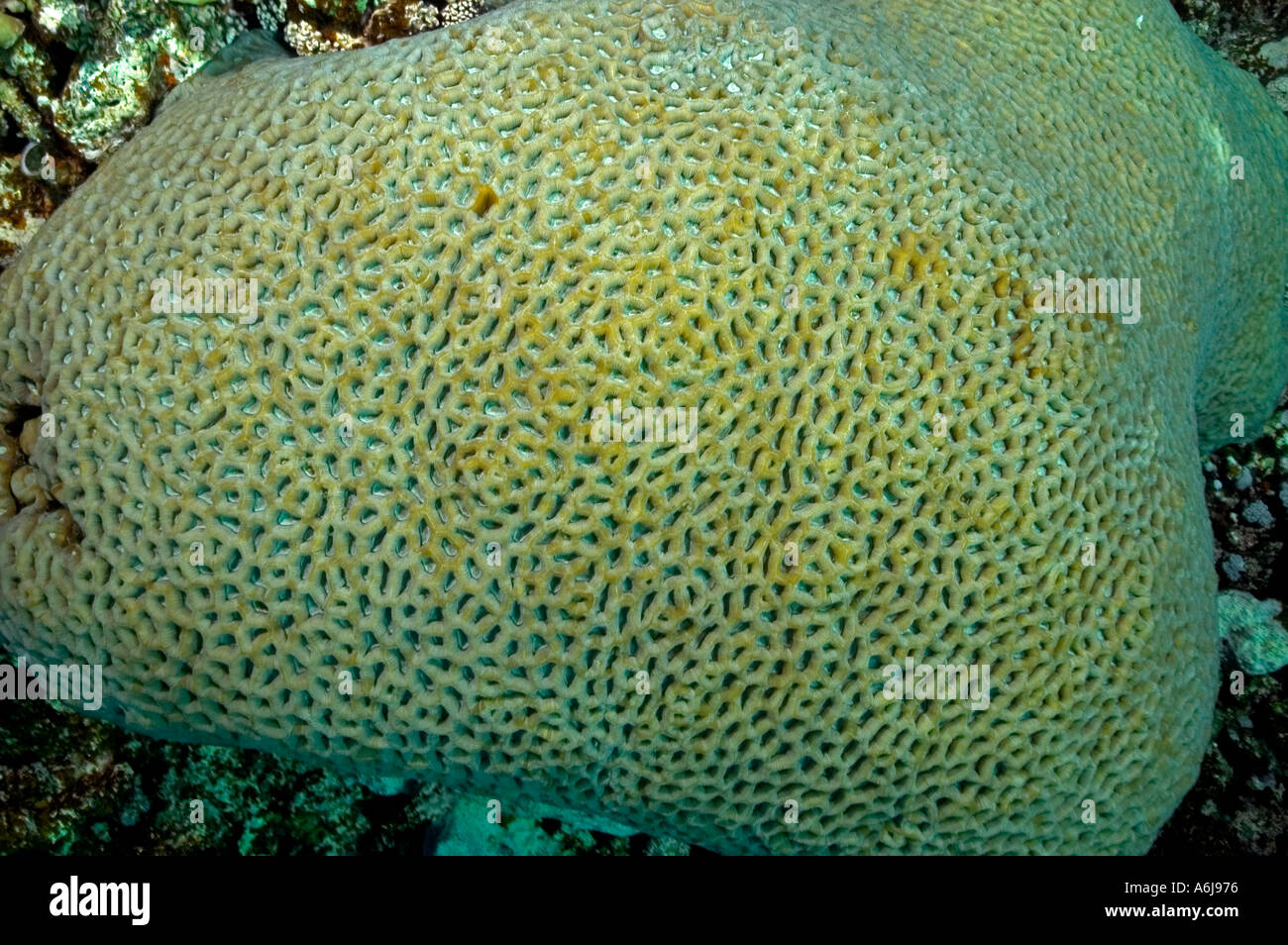 Coral Reef with Hard Corals (Acropora), Southern Red Sea, Egypt Stock ...
