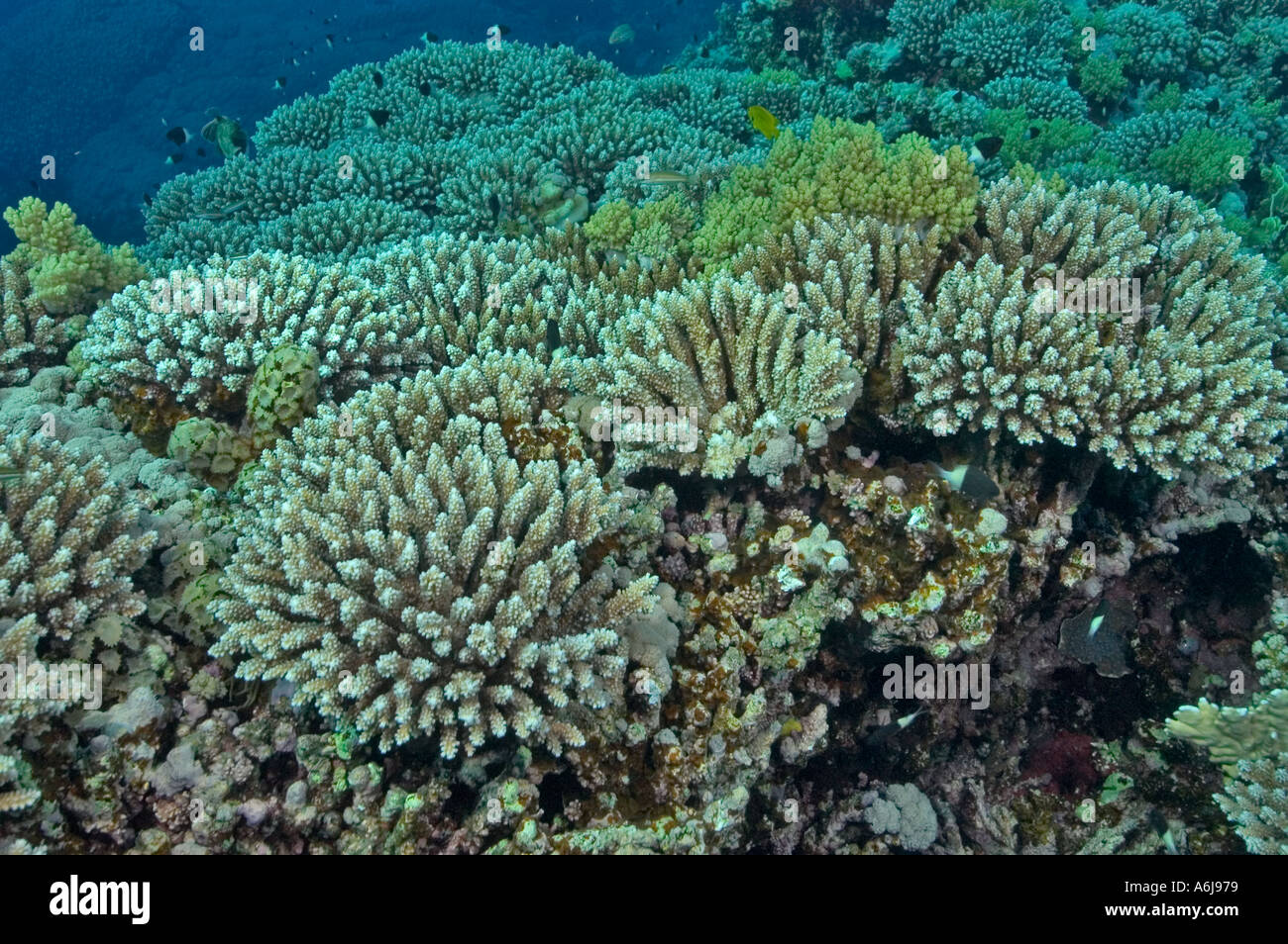 Coral Reef with Hard Corals (Acropora), Southern Red Sea, Egypt Stock ...