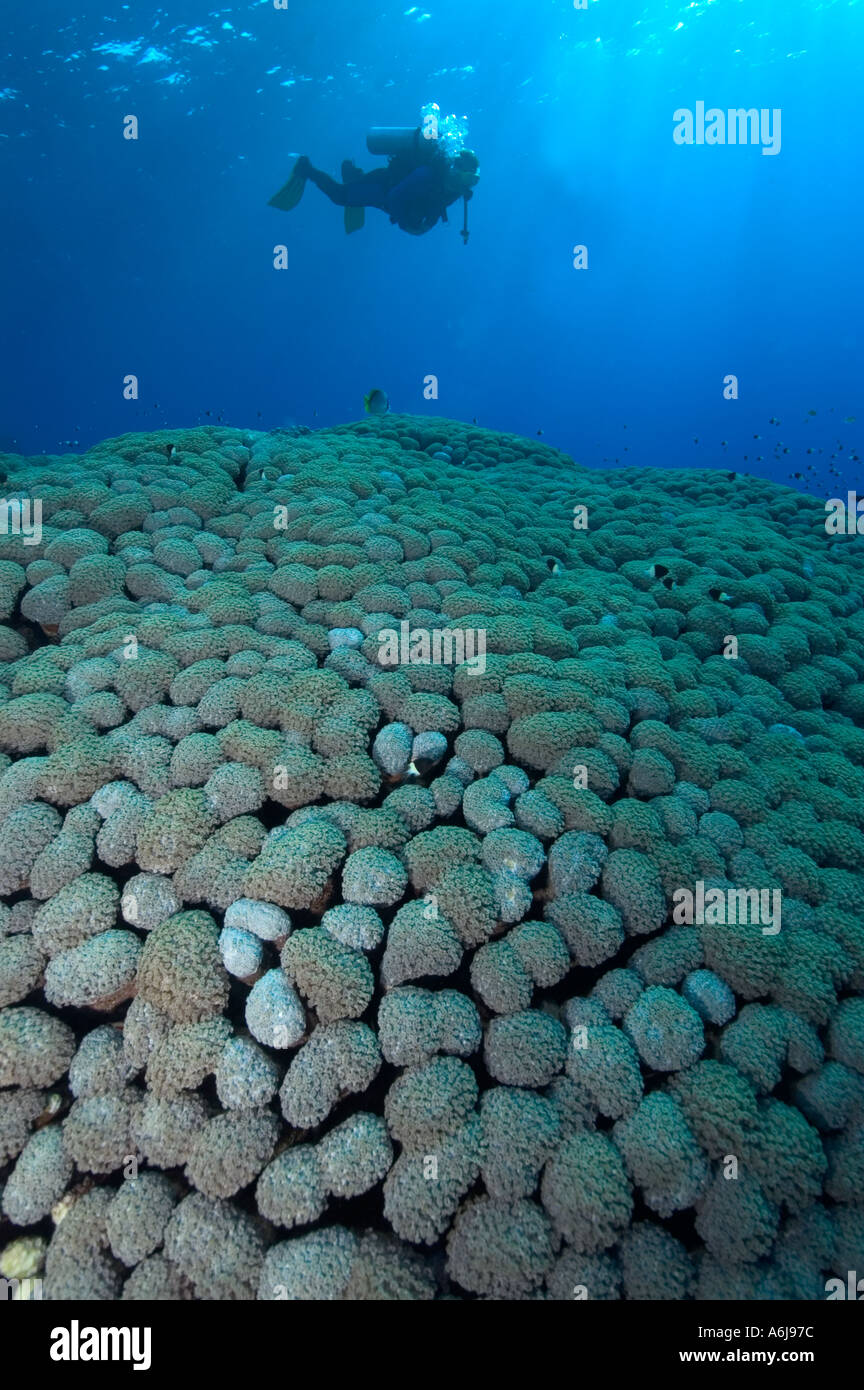 Coral Reef in the Southern Red Sea with Scuba Diver Stock Photo - Alamy