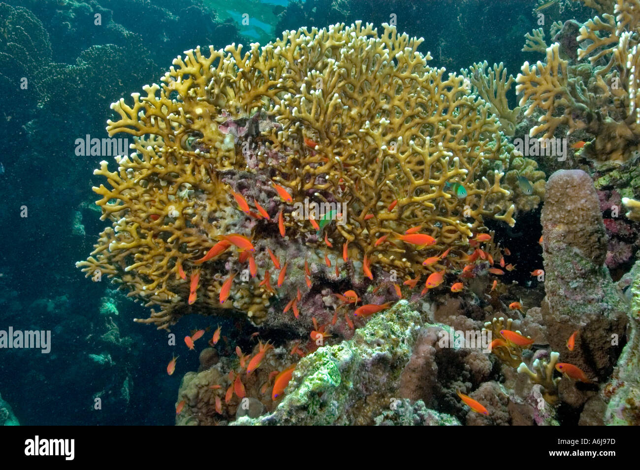 Fire Coral (Millepora dichotoma) Southern Red Sea, Egypt Stock Photo ...