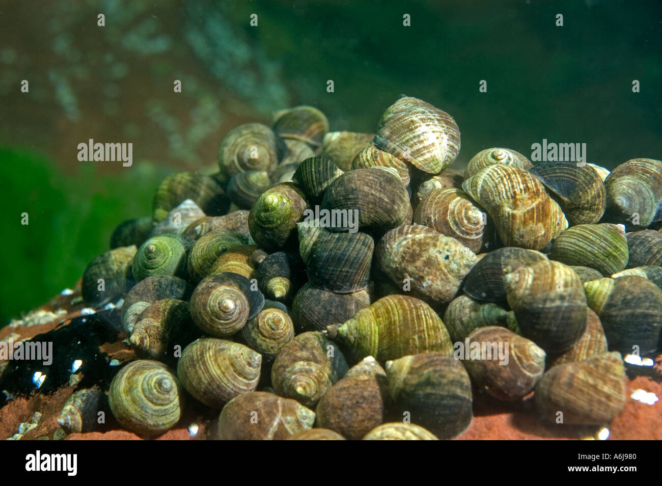 Winkles hi-res stock photography and images - Alamy
