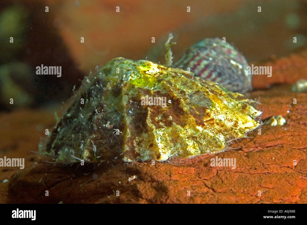 Common Limpet (Patella vulgata) underwater in St. Brides Bay ...