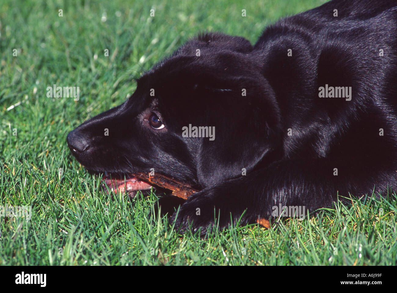 Frisky labrador hi-res stock photography and images - Alamy