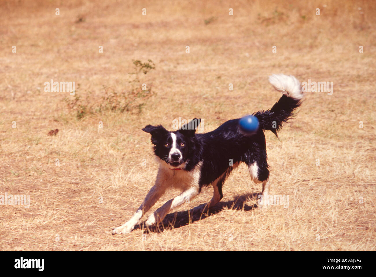 dog Border Collie catching ball in pasture eyes focused on ball ...