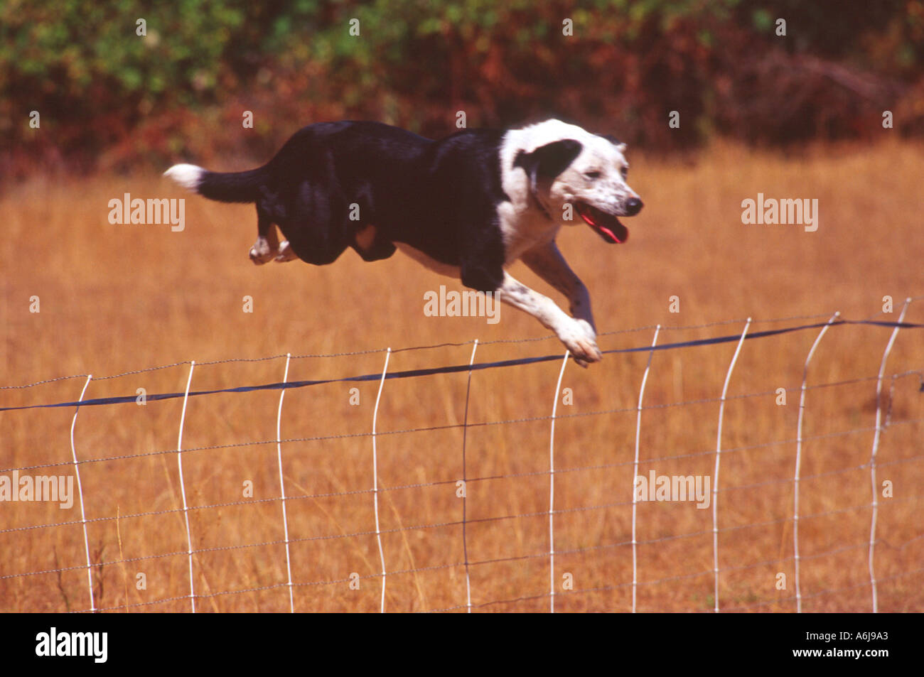 dog Border Collie jumping over wire livestock fence in pasture PR 210 ...