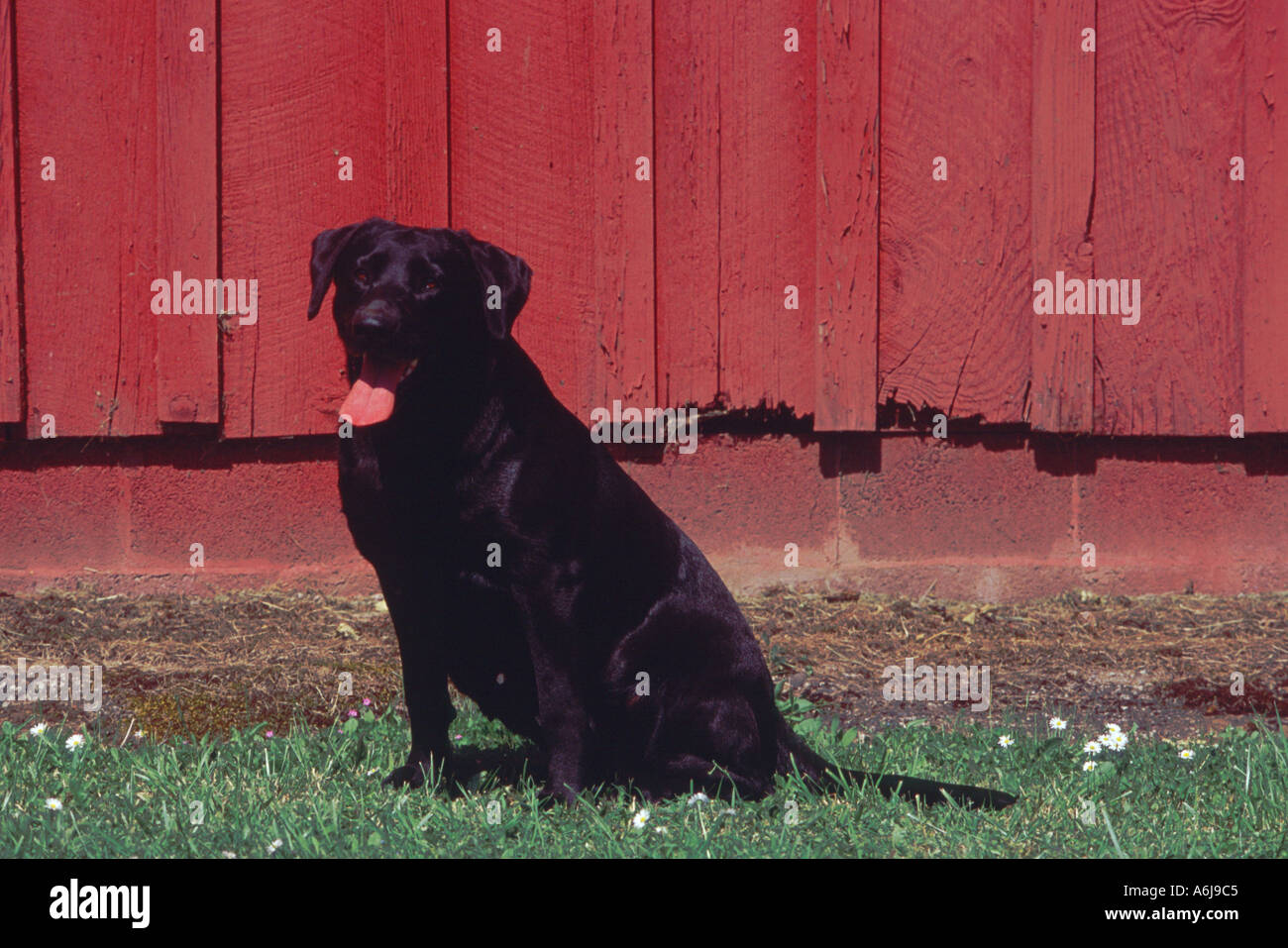 Black Labrador Retreiver in front of red barn PR 150 159196 Stock Photo ...