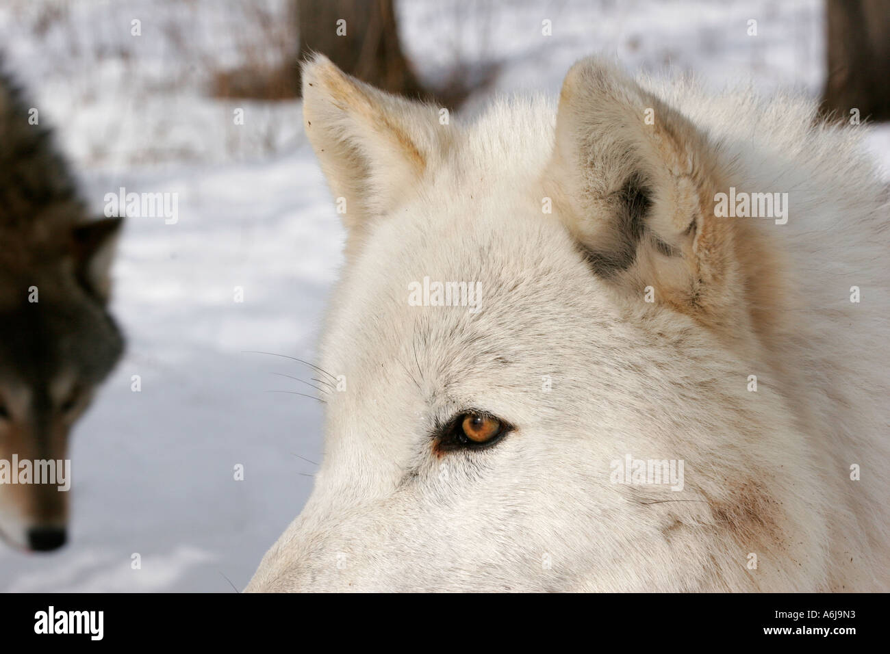 Wolf hidden in the woods hi-res stock photography and images - Alamy
