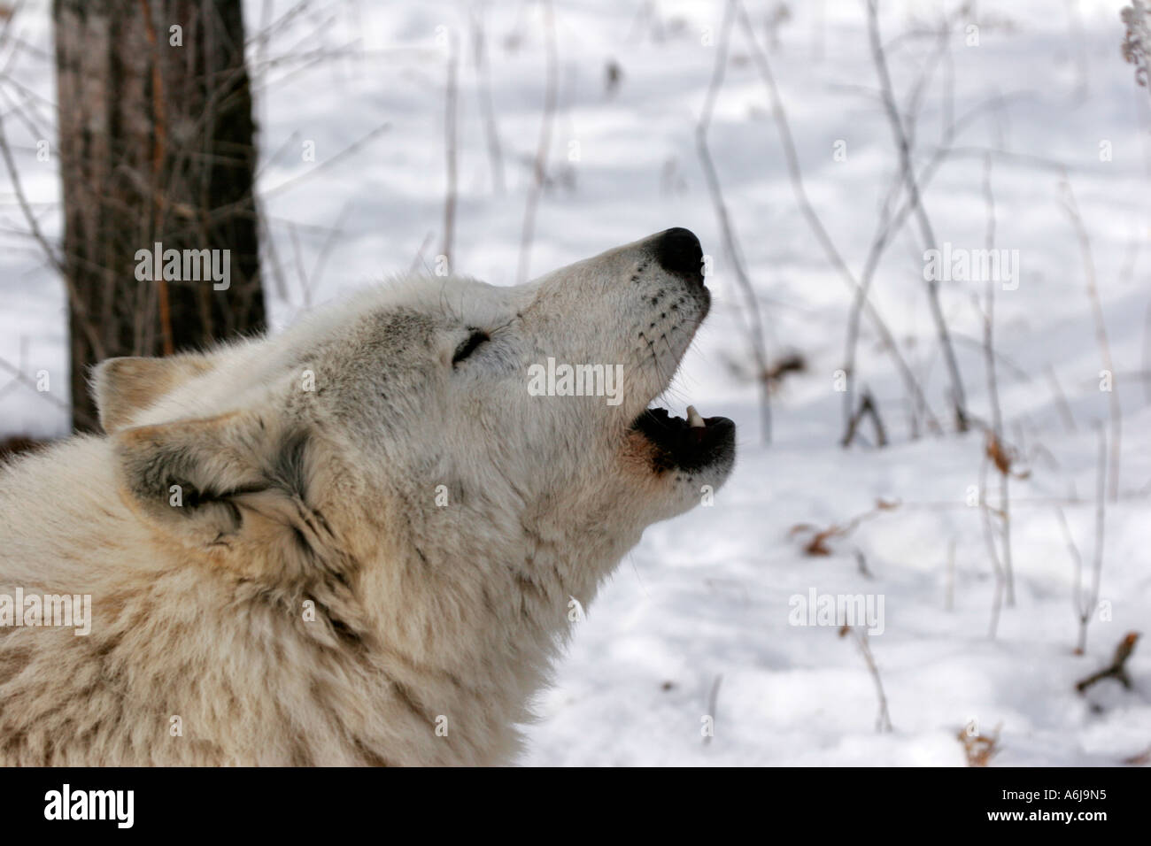 White Timber Wolf howling in Northern Minnesota Stock Photo - Alamy