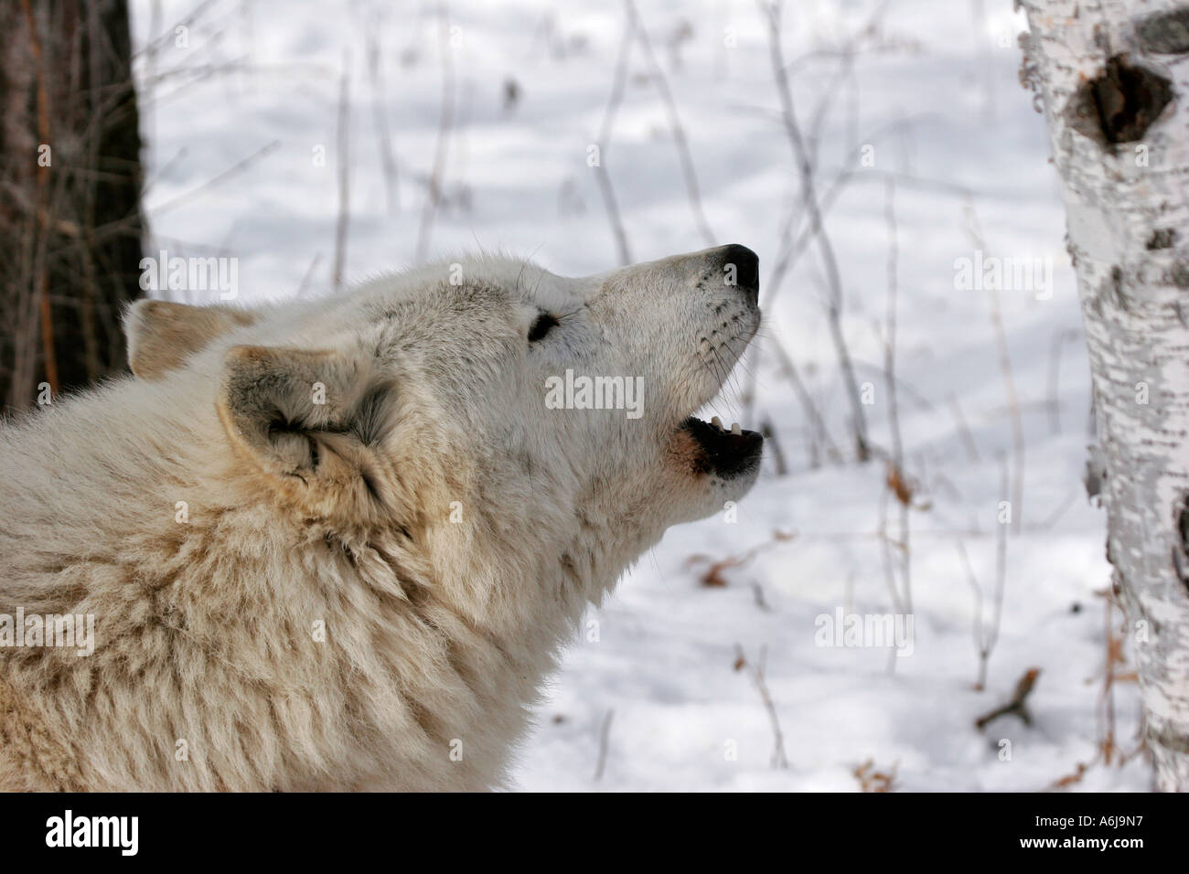 White Timber Wolf howling in Northern Minnesota Stock Photo - Alamy