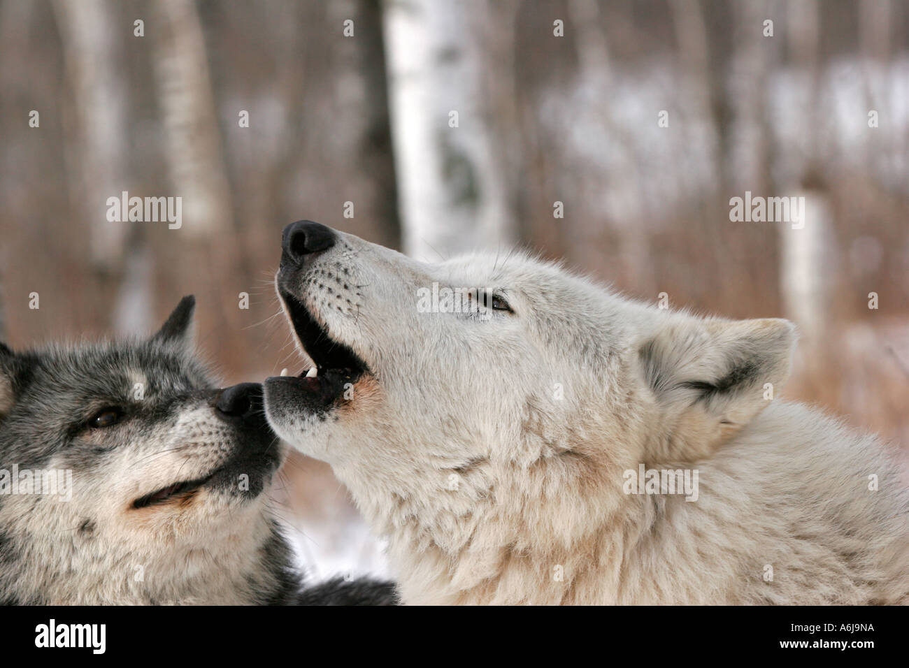 White Timber Wolf howling in Northern Minnesota Stock Photo - Alamy