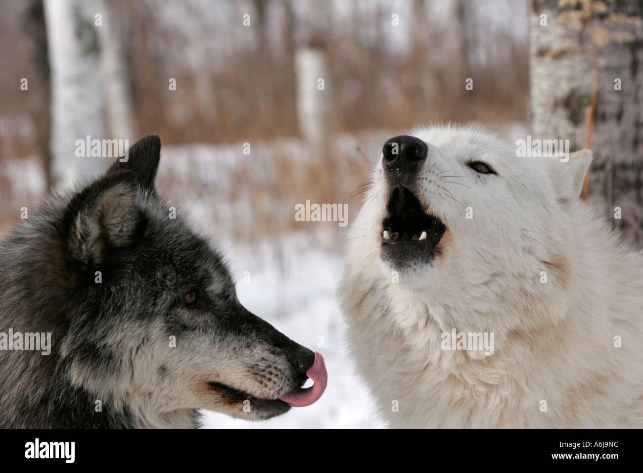 White Timber Wolf howling in Northern Minnesota Stock Photo - Alamy