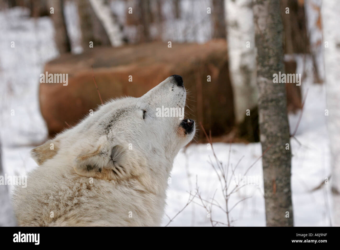 White Timber Wolf howling in Northern Minnesota Stock Photo - Alamy