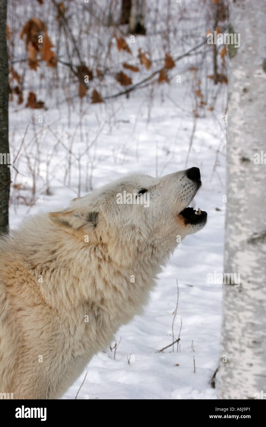 White Timber Wolf howling in Northern Minnesota Stock Photo - Alamy