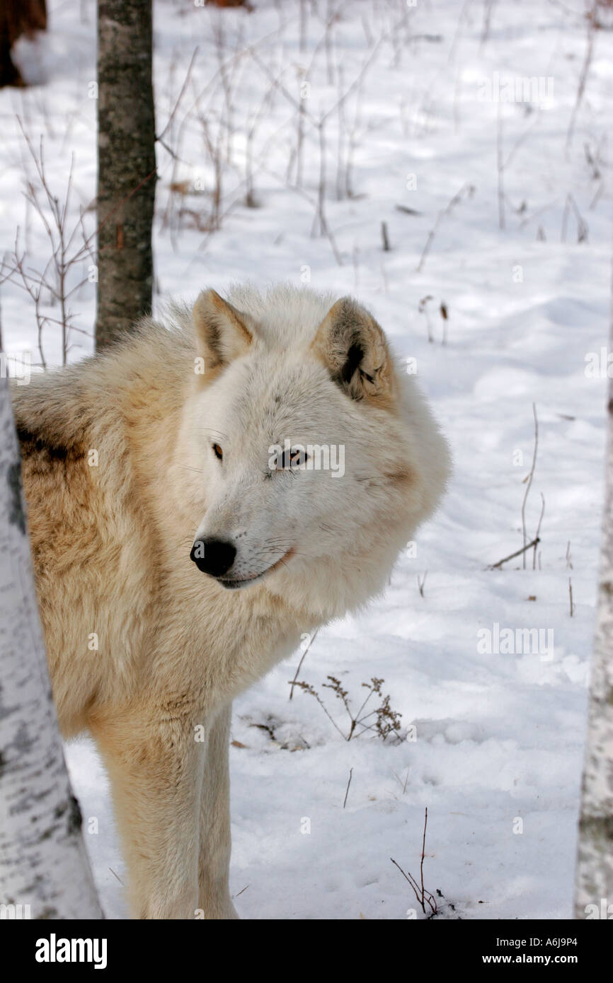 White Timber Wolf