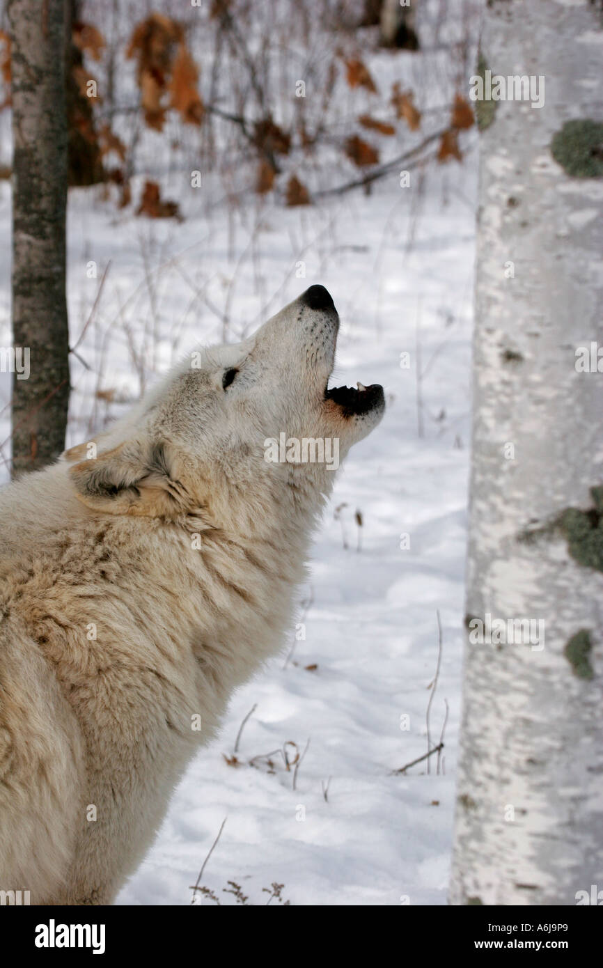 White Timber Wolf howling in Northern Minnesota Stock Photo - Alamy