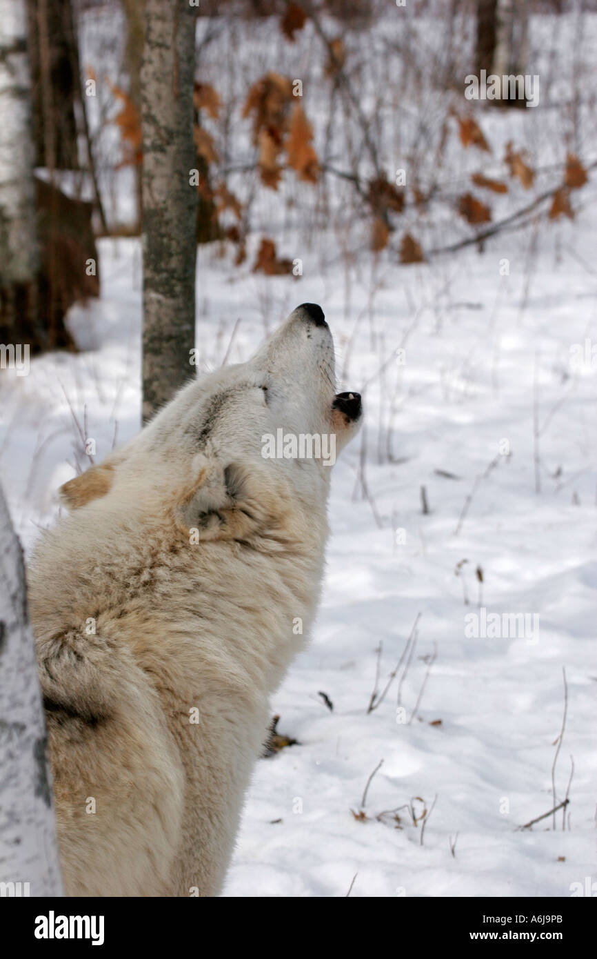 White Timber Wolf howling in Northern Minnesota Stock Photo - Alamy
