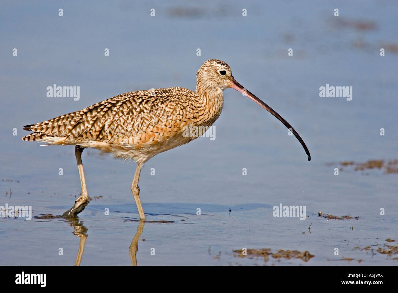 Sickle billed bird hi-res stock photography and images - Alamy