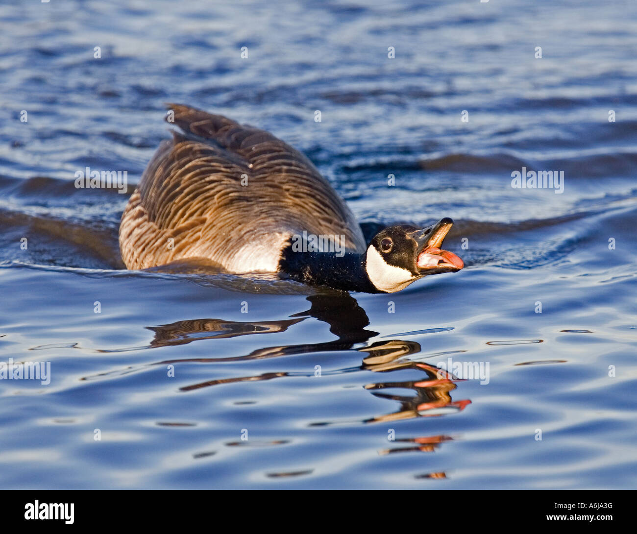 Canada goose aggression hi-res stock photography and images - Alamy
