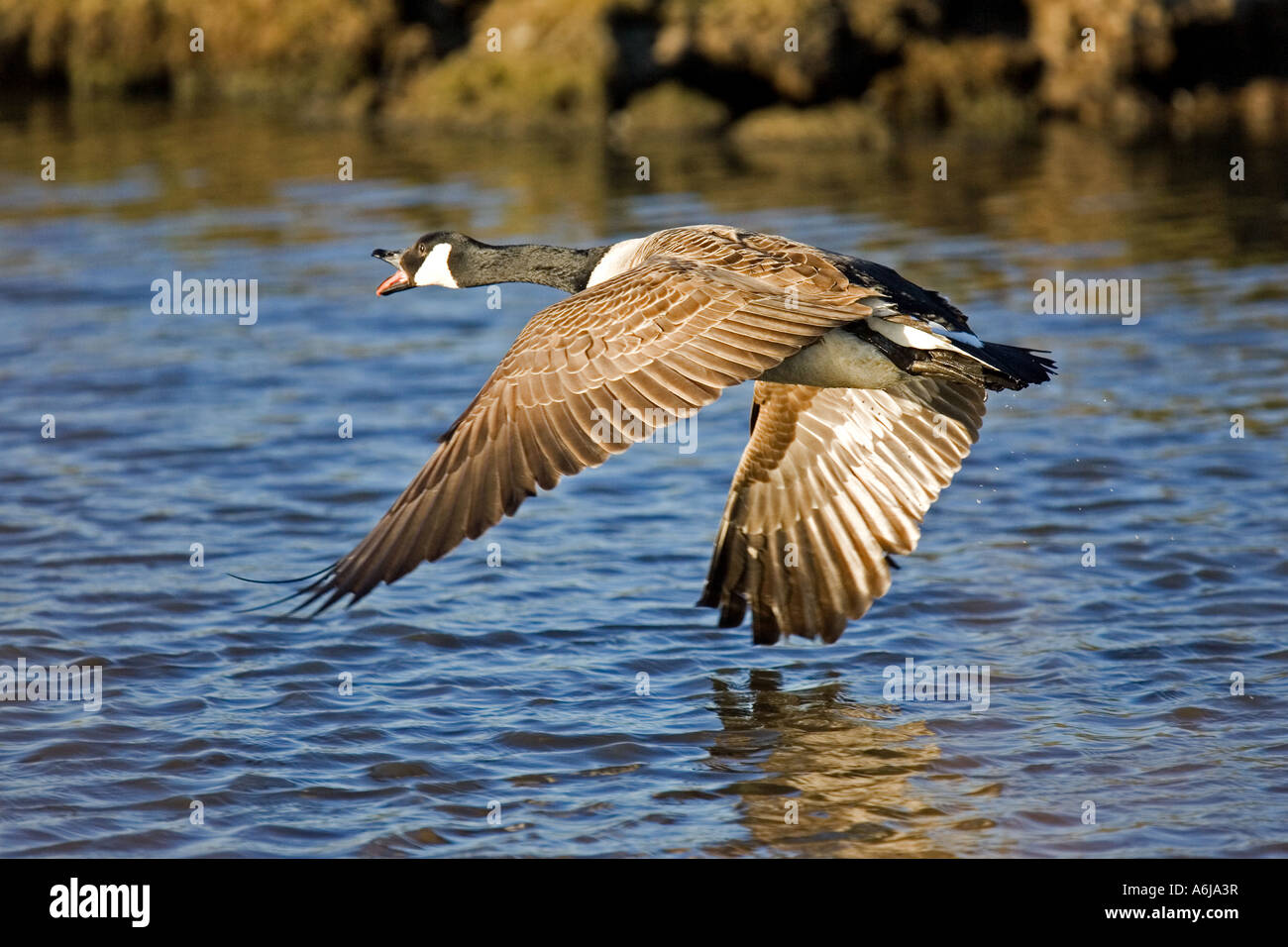 Canada Goose in flight Stock Photo - Alamy